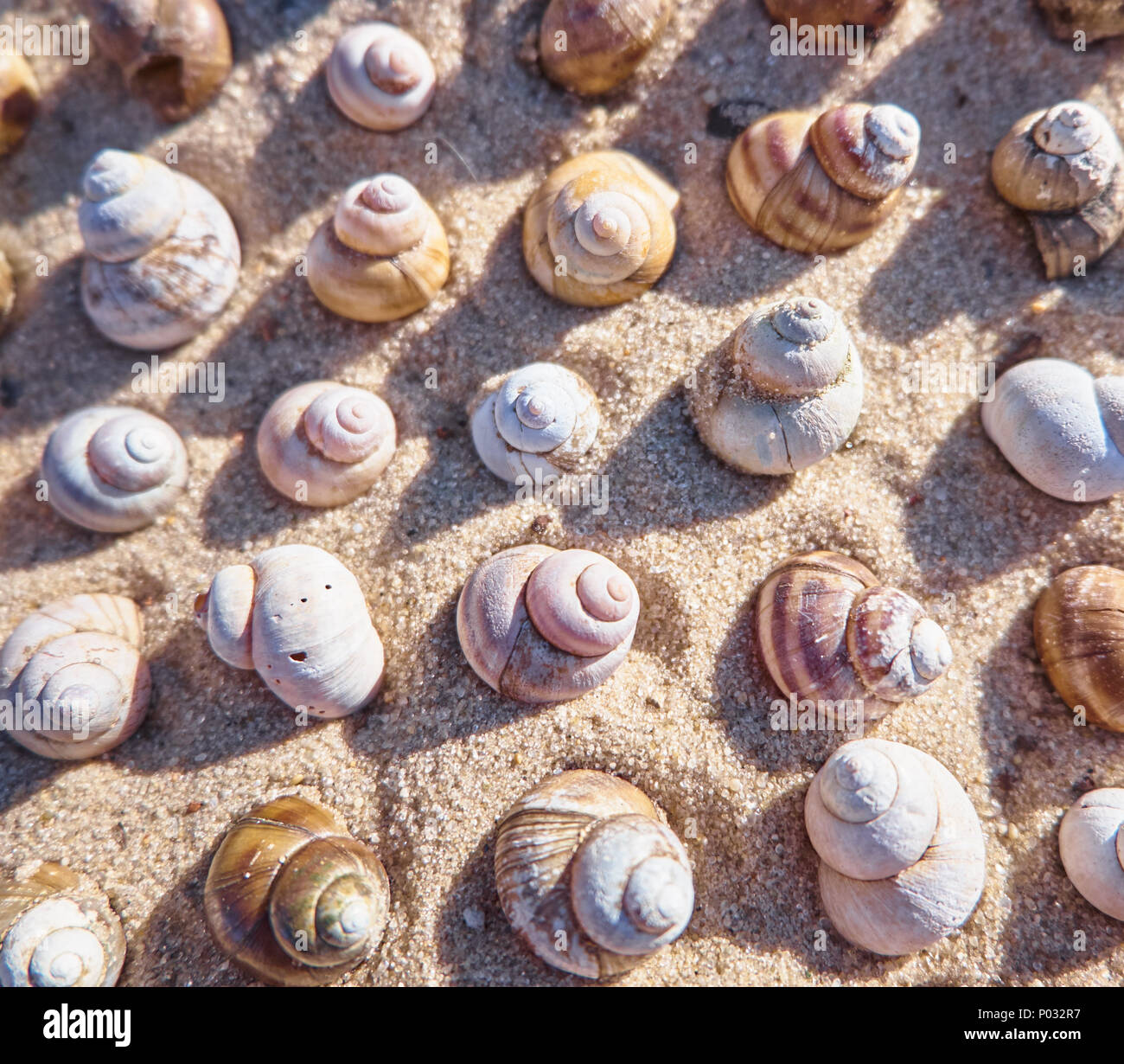 Bright summer background. Nature pattern from shells Stock Photo - Alamy
