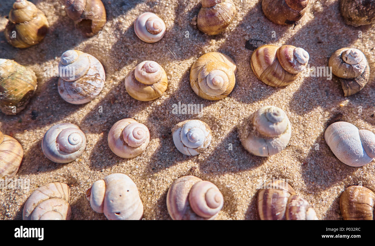 Pattern made from seashells. Nature background with shells Stock Photo ...