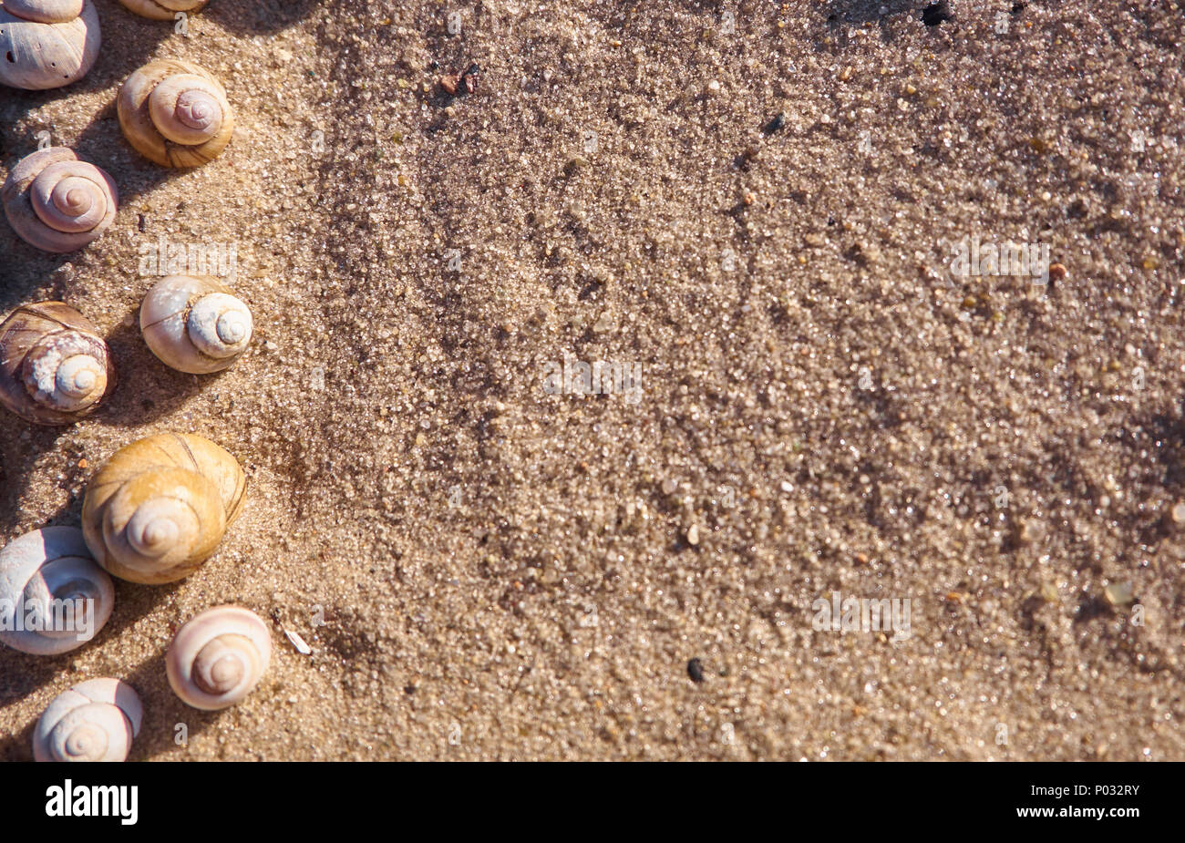 Sea shells on a sand. Beach background template Stock Photo - Alamy