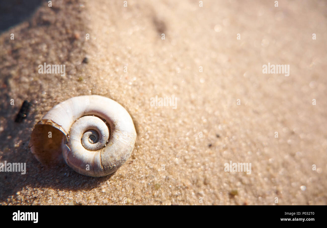 Snail shell on a sand close up. Summer background Stock Photo - Alamy