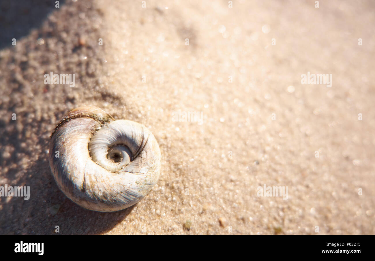 Seashell border sea shell hi-res stock photography and images - Alamy