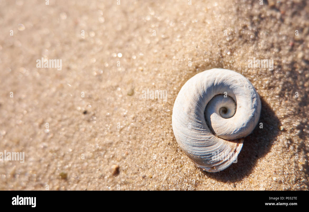 Empty shell on sand hi-res stock photography and images - Alamy