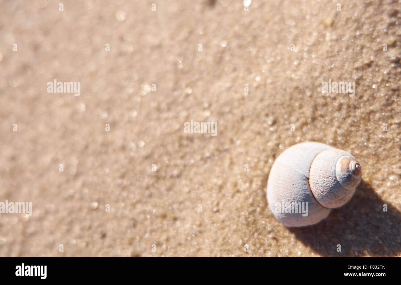 One shell on a sand. Summer beach background template with an empty ...
