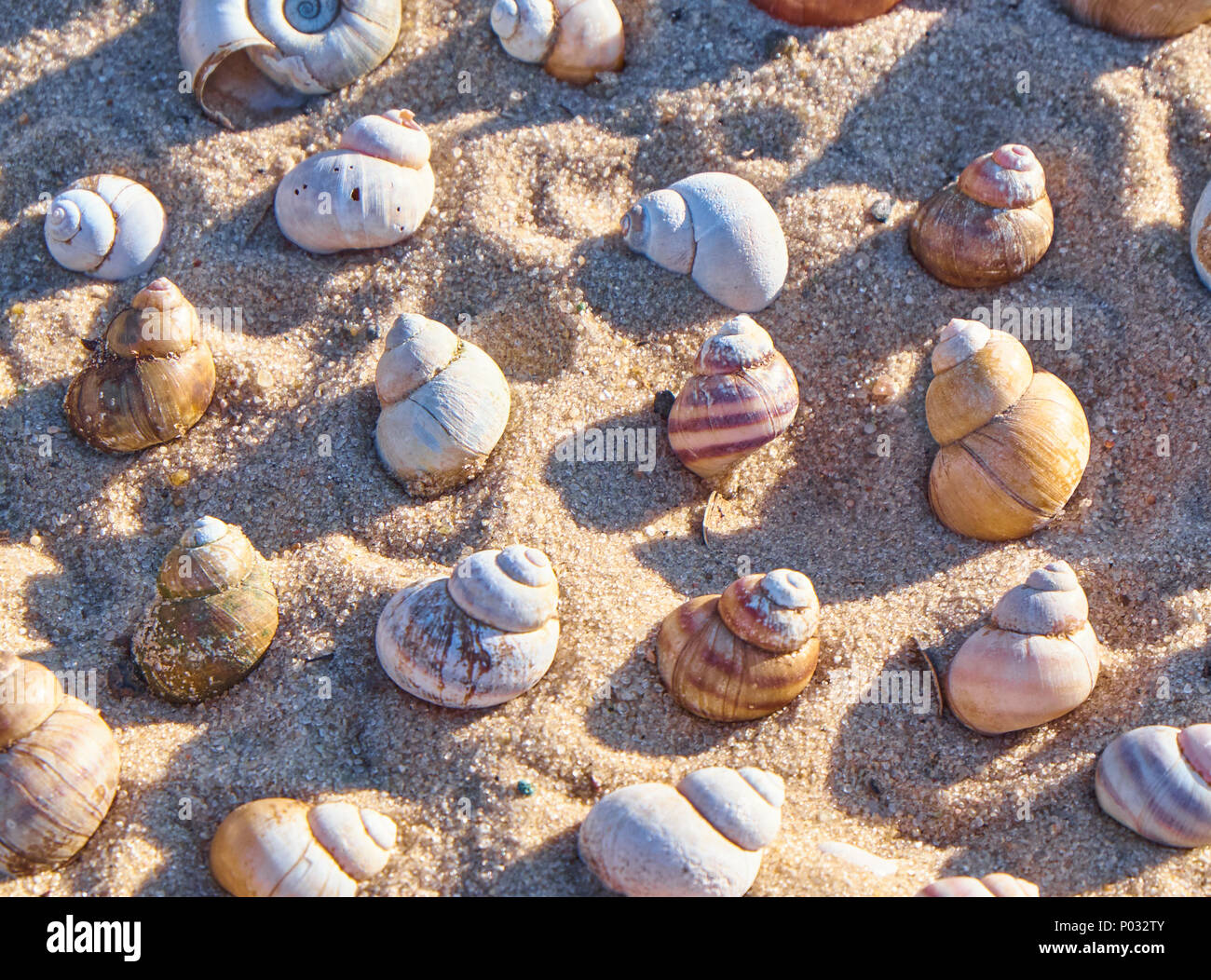 Seashells pattern. Shells on a beach sand. Summer background Stock ...