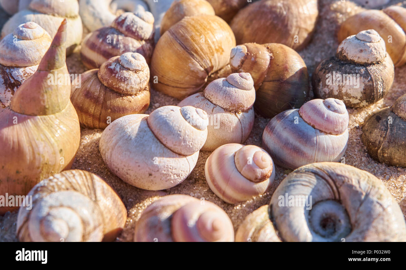 Sea shells pile. Nature shell fossils summer background Stock Photo - Alamy
