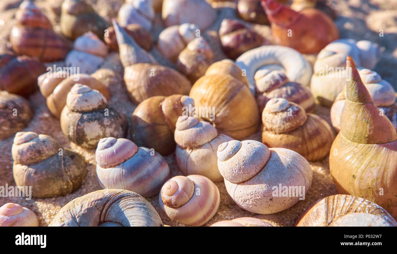 Many seashells. Shells pile. Bright summer background Stock Photo - Alamy