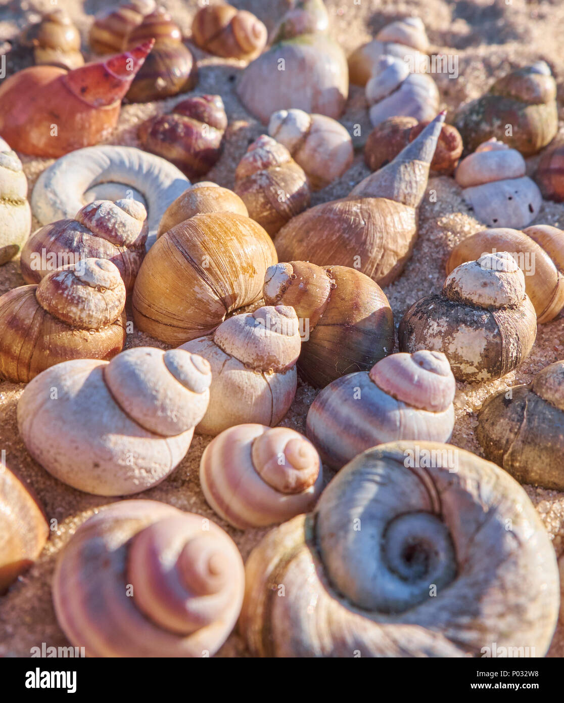 Vertical nature background with seashells. Summer backdrop with shells ...