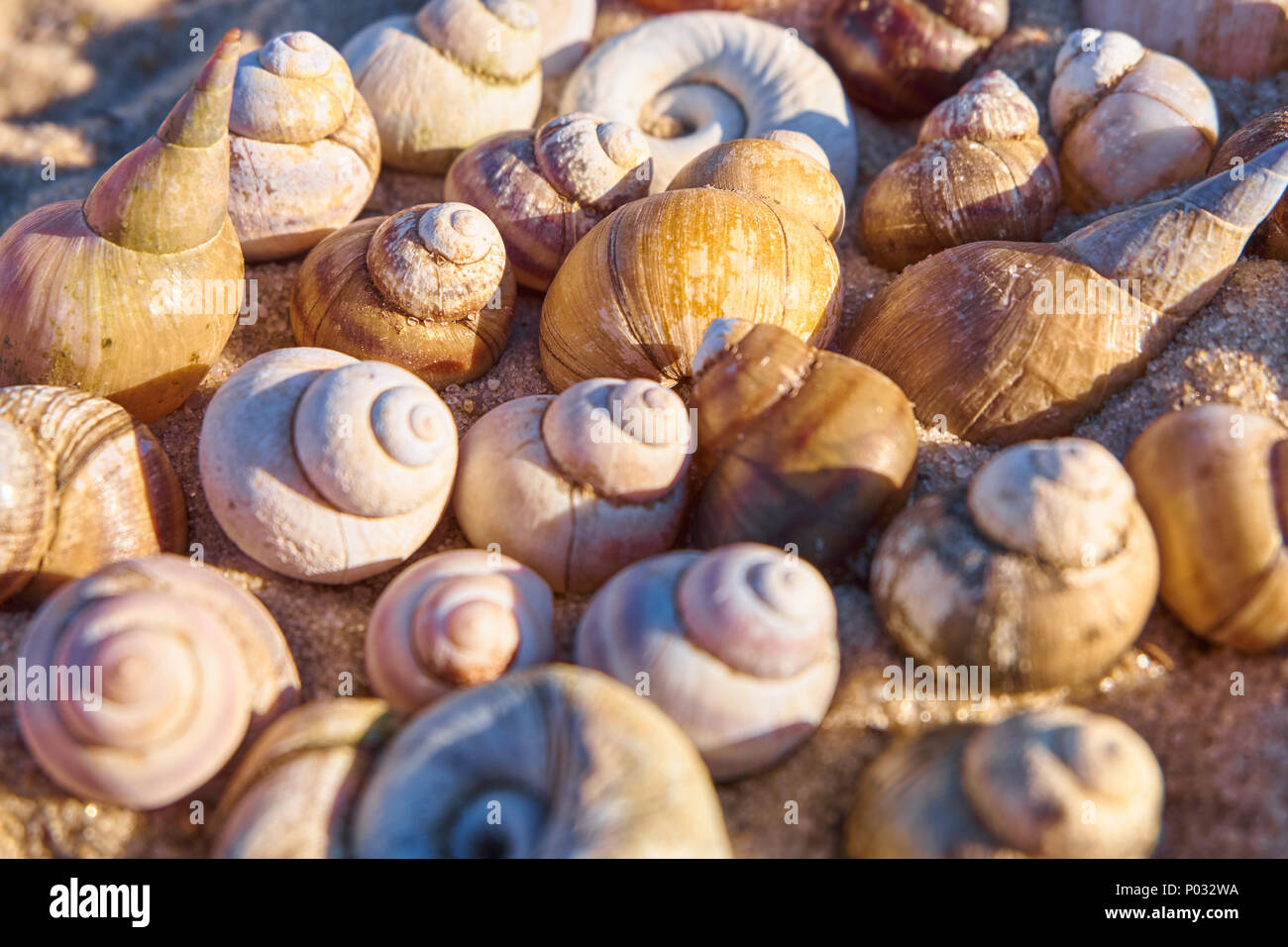 Seashells background. Summer backdrop with different shells Stock Photo ...
