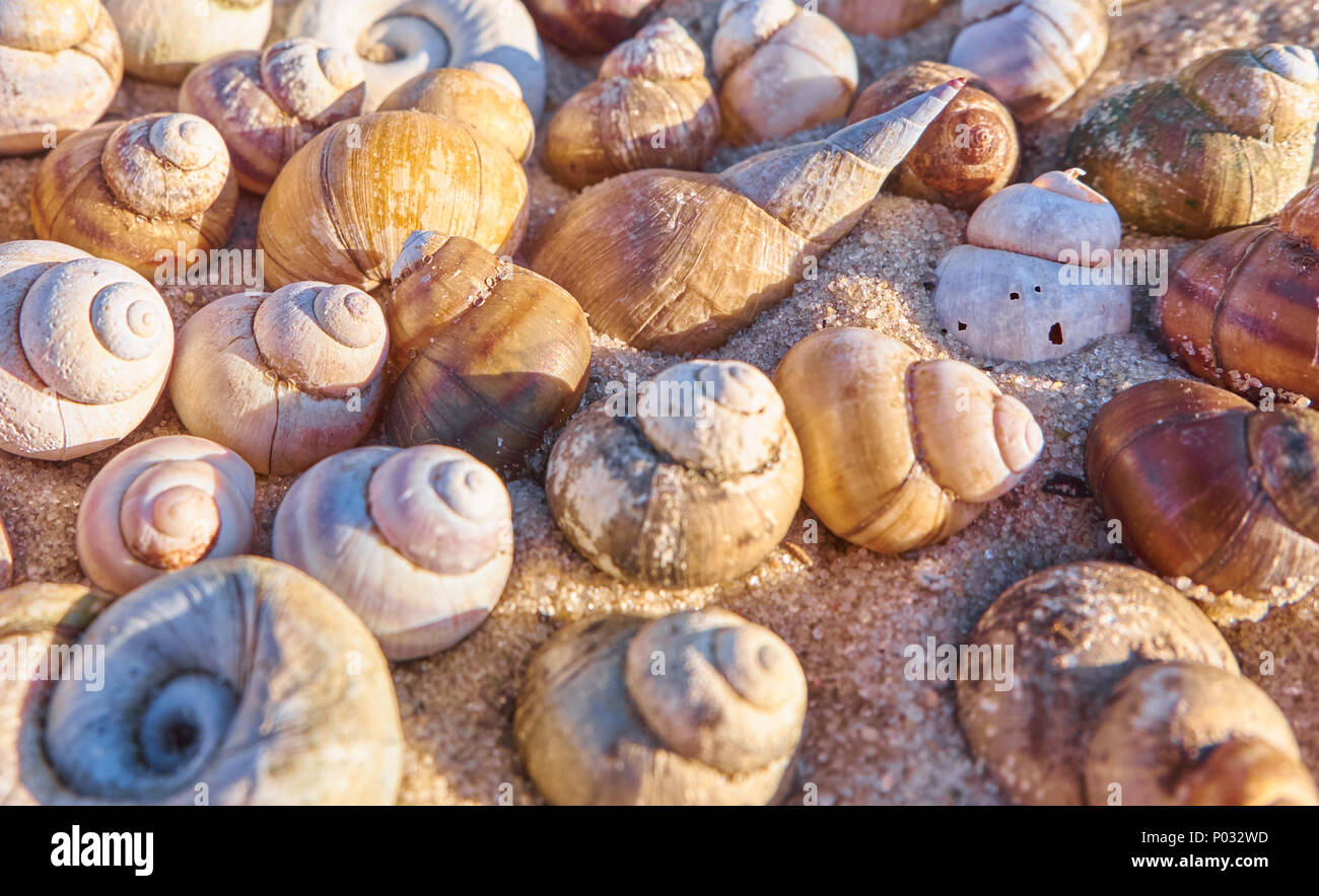 Different seashells composition. Summertime background with shells ...
