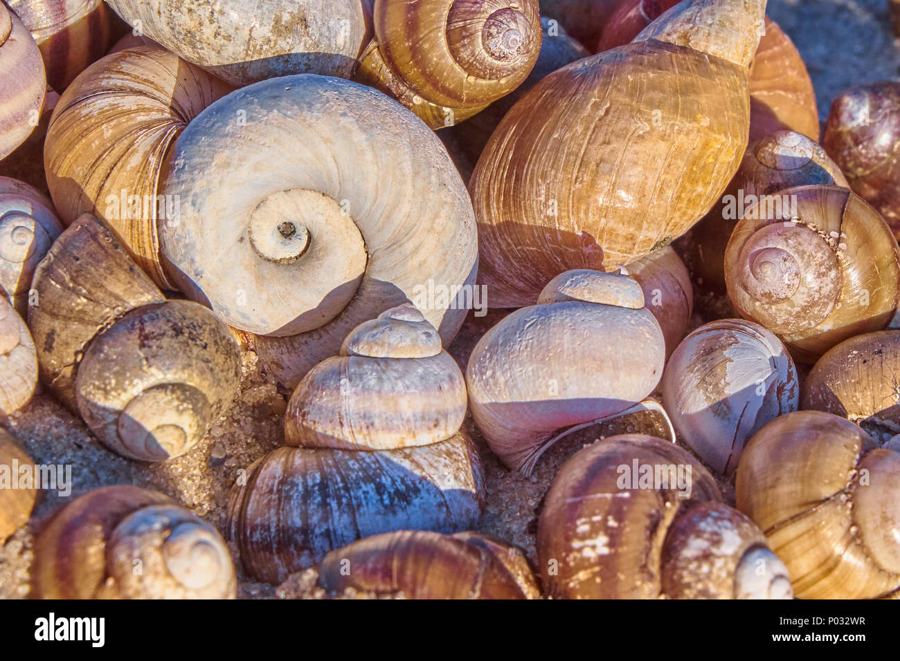 Pile of snail shells hi-res stock photography and images - Alamy