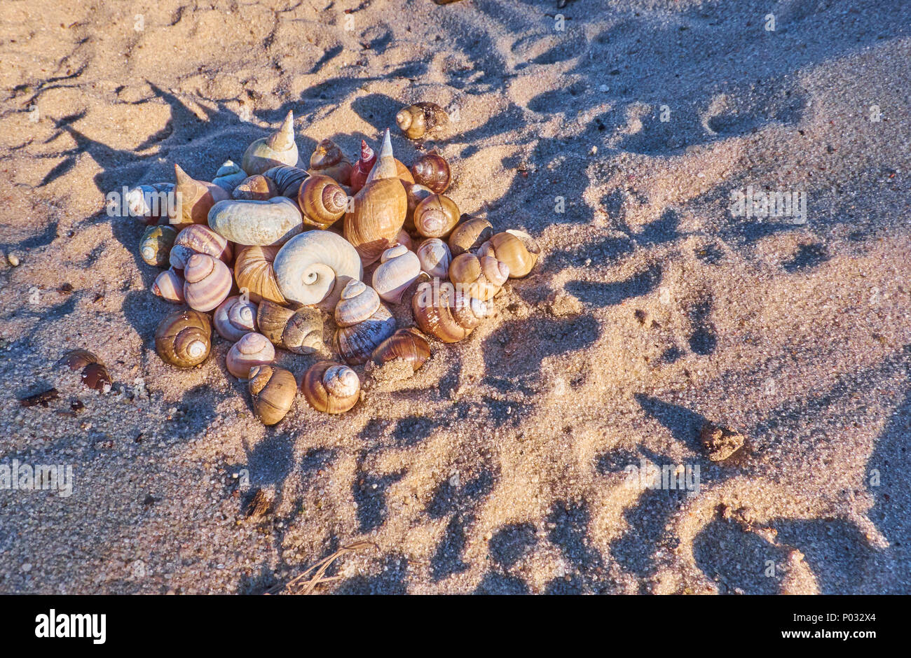 Seashells on a beach sand. Summertime background Stock Photo - Alamy