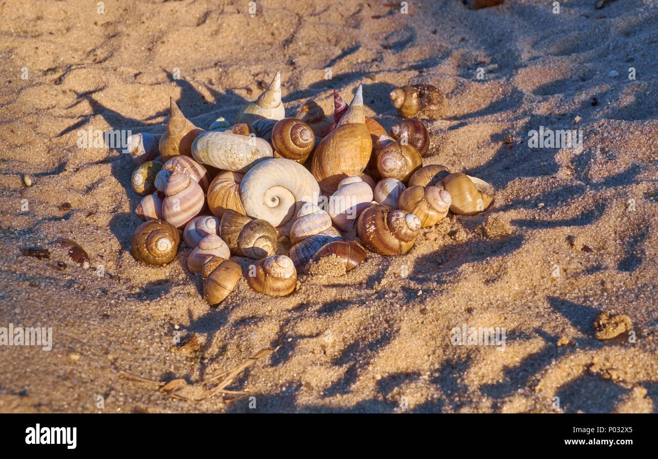 Summer vacation background concept. Sea sand and shells Stock Photo - Alamy