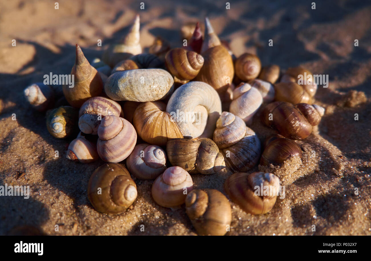 Shells on a beach sand. Summer background Stock Photo - Alamy