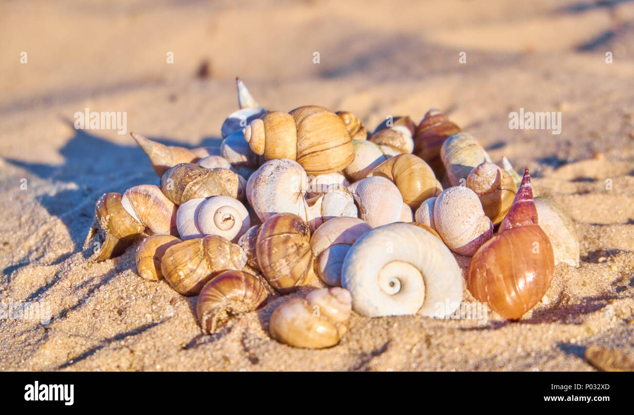 Pile of seashells on a beach sand Stock Photo - Alamy