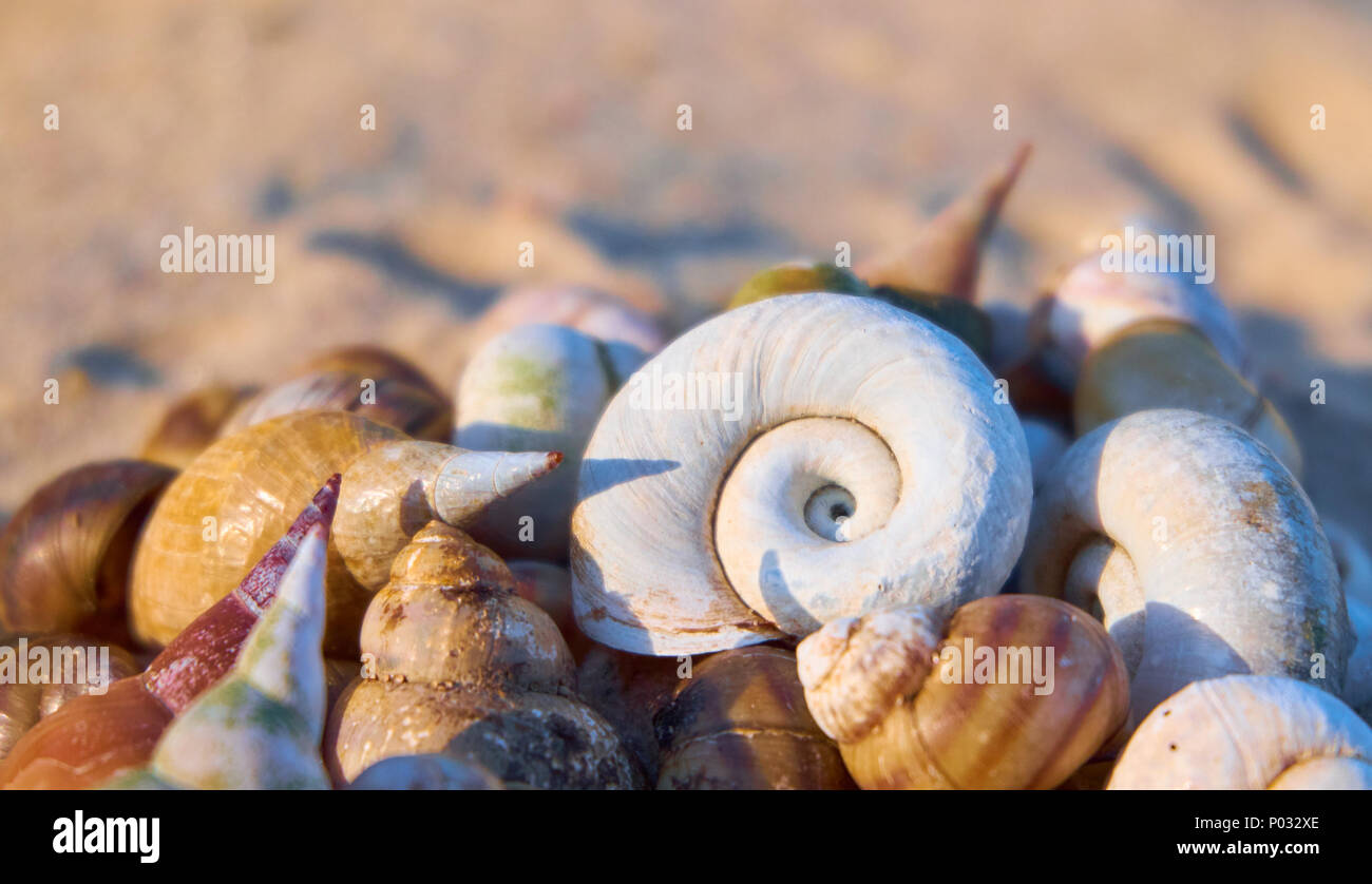 Summer background. Shells on a beach sand Stock Photo - Alamy