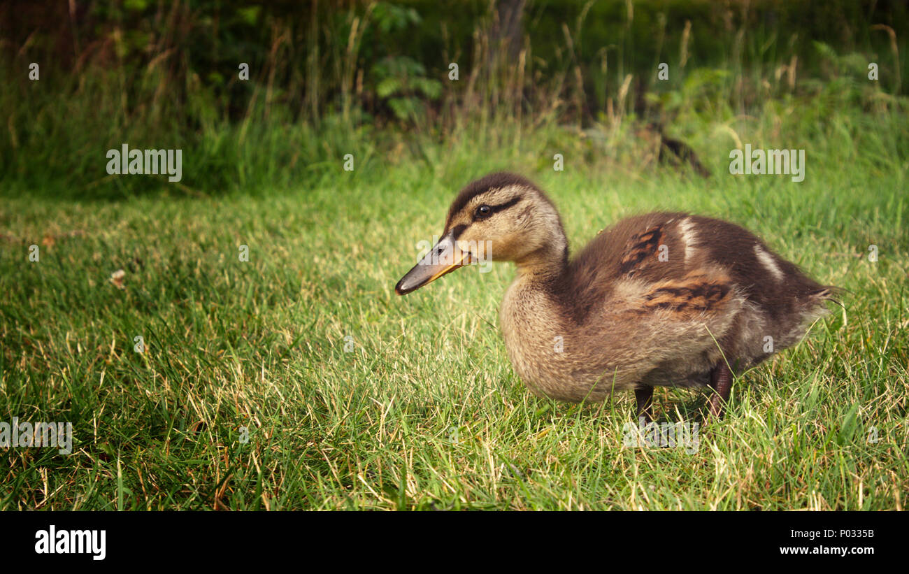 Call duck hi-res stock photography and images - Alamy