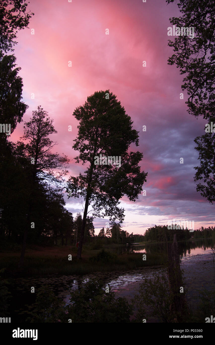 Sunset Purple Tree Photography