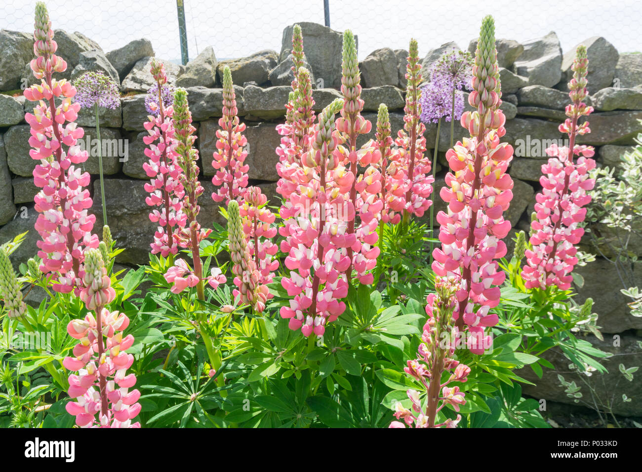 Pink Lupin in flower Stock Photo - Alamy