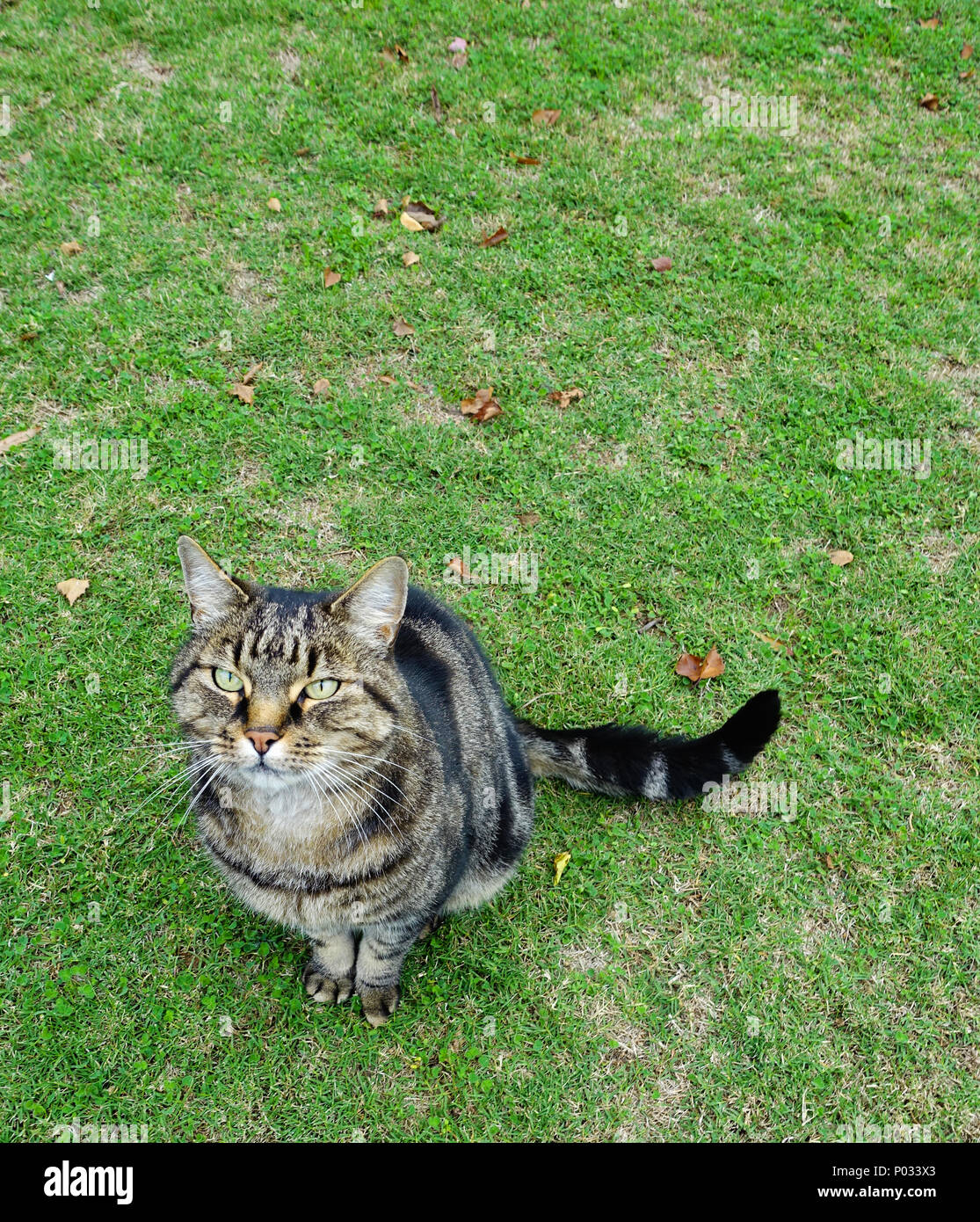 Suburban cat hi-res stock photography and images - Alamy