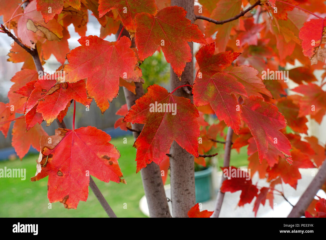 Australian maple leaf hi-res stock photography and images - Alamy