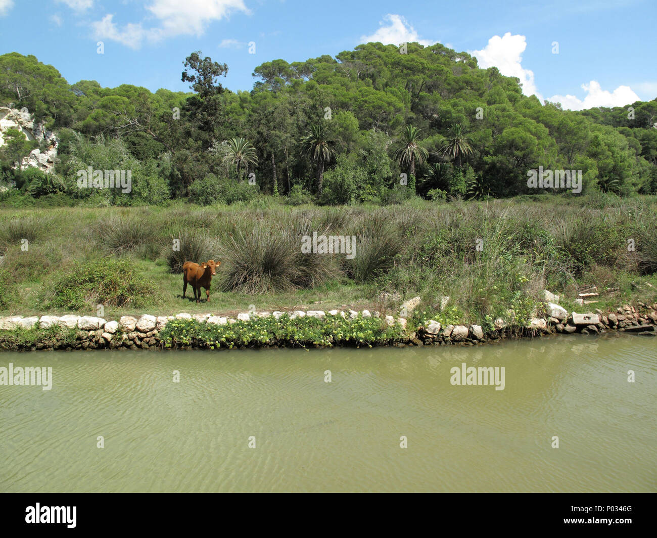 cows along the river Stock Photo - Alamy