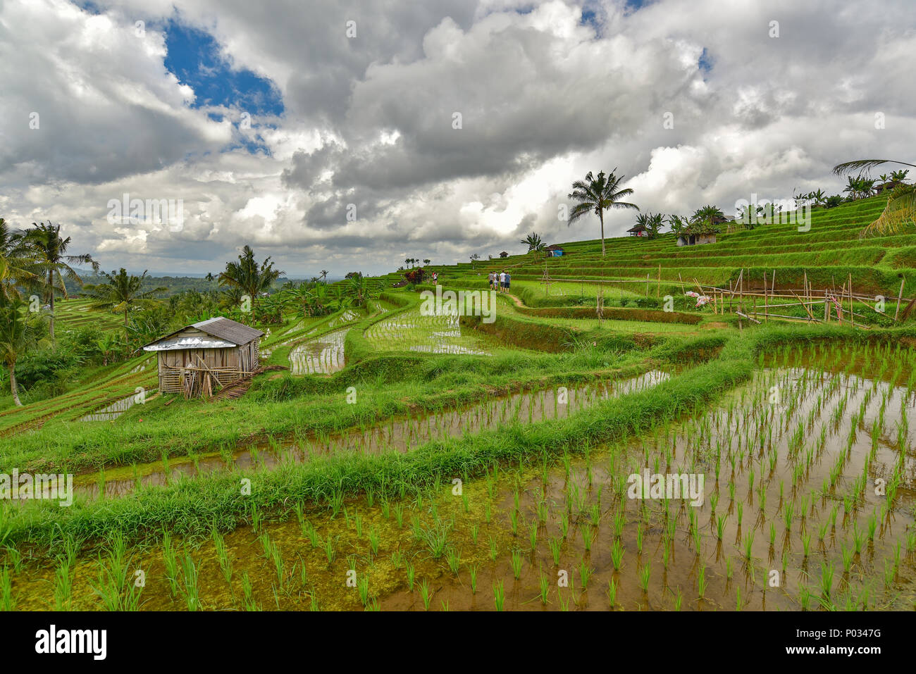Rise terrace at Bali island, Indonesia Stock Photo - Alamy