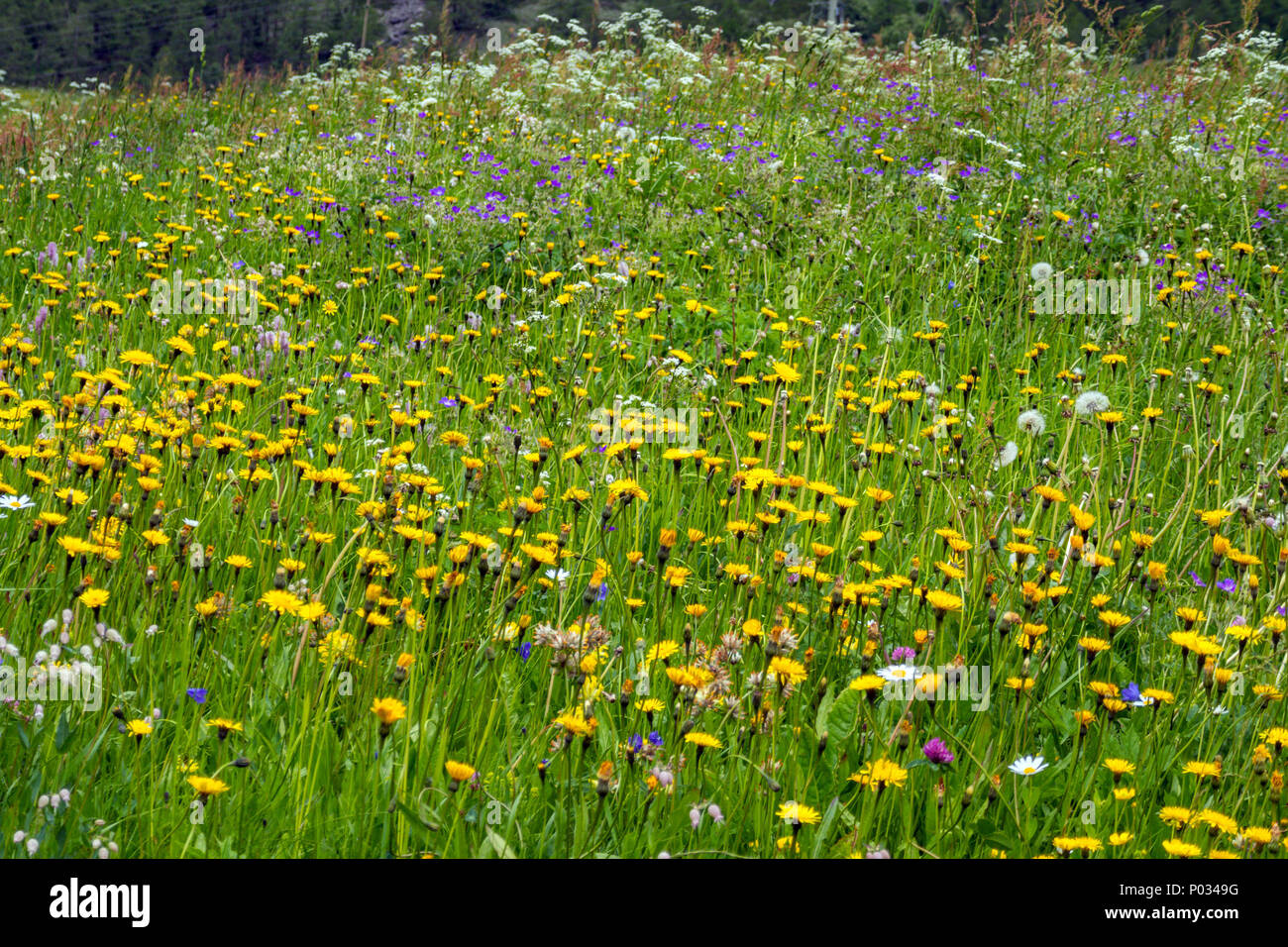 Yellow alpine flowers hi-res stock photography and images - Alamy