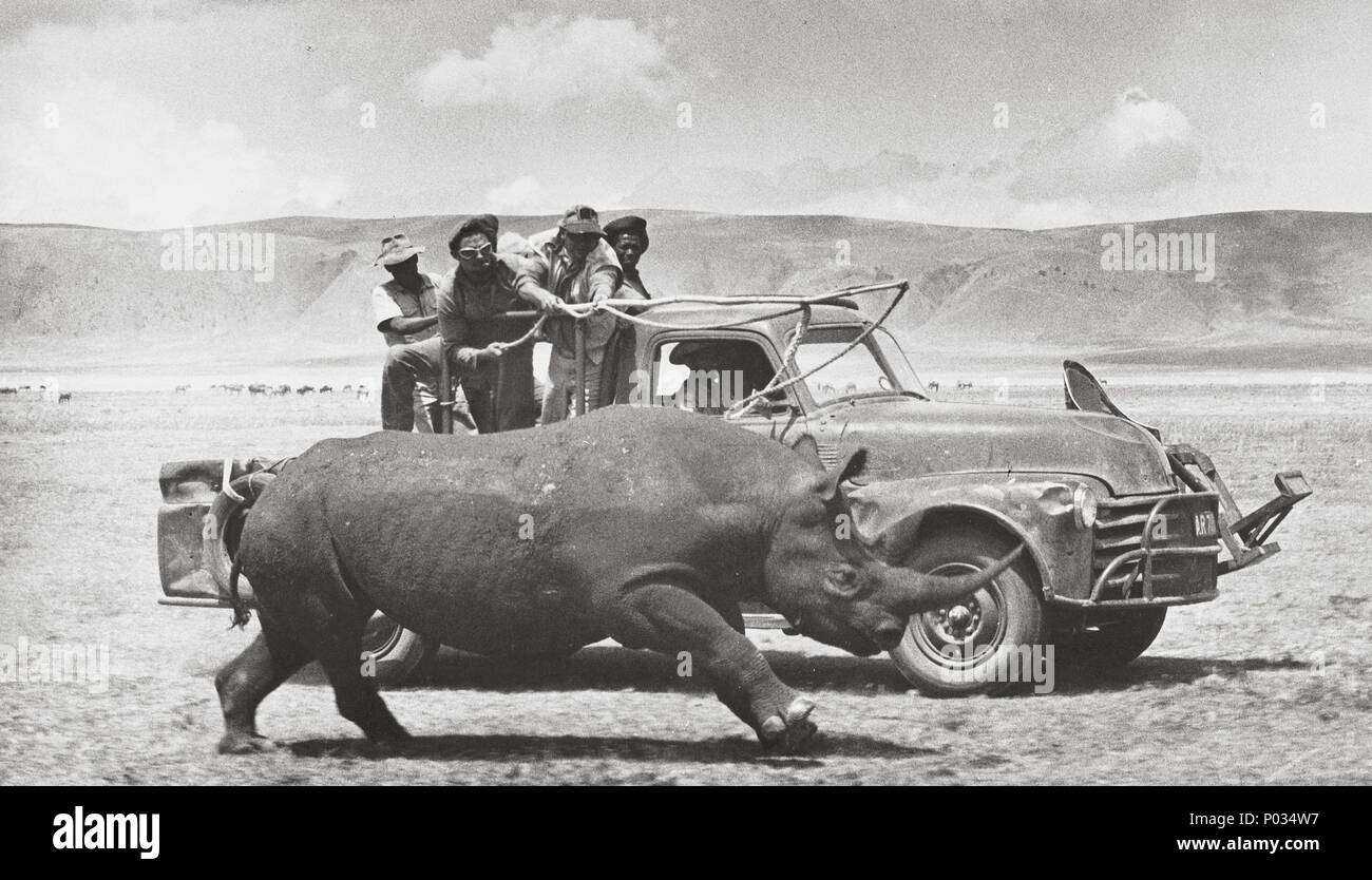 Original Film Title: HATARI!. English Title: HATARI!. Film Director ...