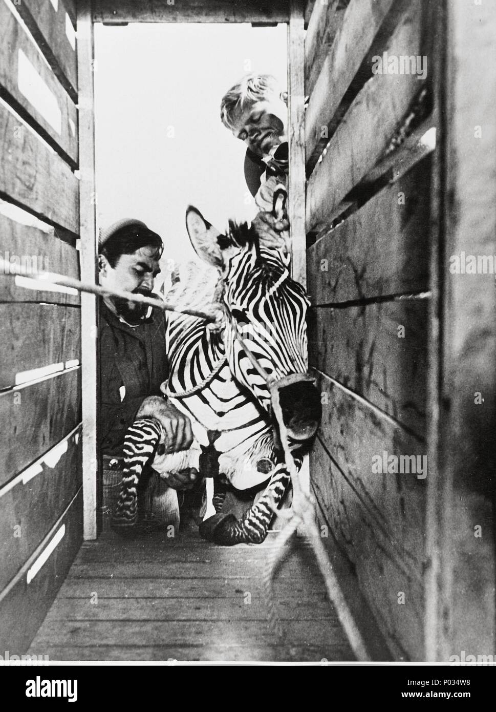 Original Film Title: HATARI!. English Title: HATARI!. Film Director ...