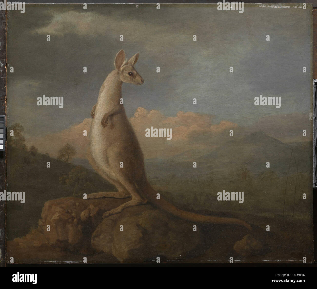 . English: 'The Kongouro from New Holland' (Kangaroo) ‘Kangaroo’ and ...