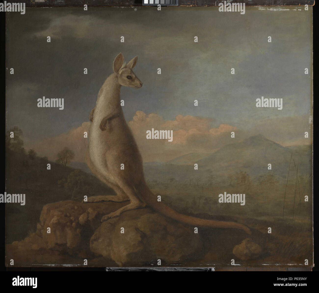 . English: 'The Kongouro from New Holland' (Kangaroo) ‘Kangaroo’ and ...