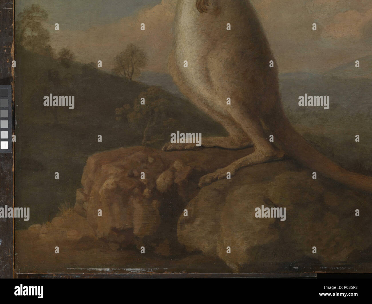 . English: 'The Kongouro from New Holland' (Kangaroo) ‘Kangaroo’ and ...