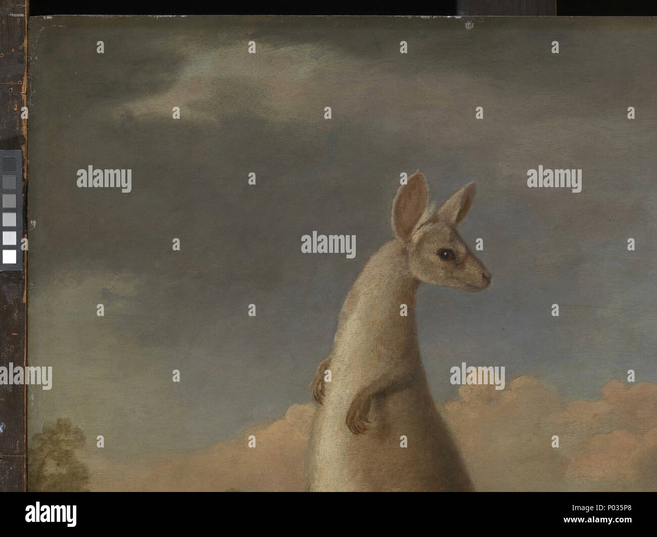 . English: 'The Kongouro from New Holland' (Kangaroo) ‘Kangaroo’ and ...