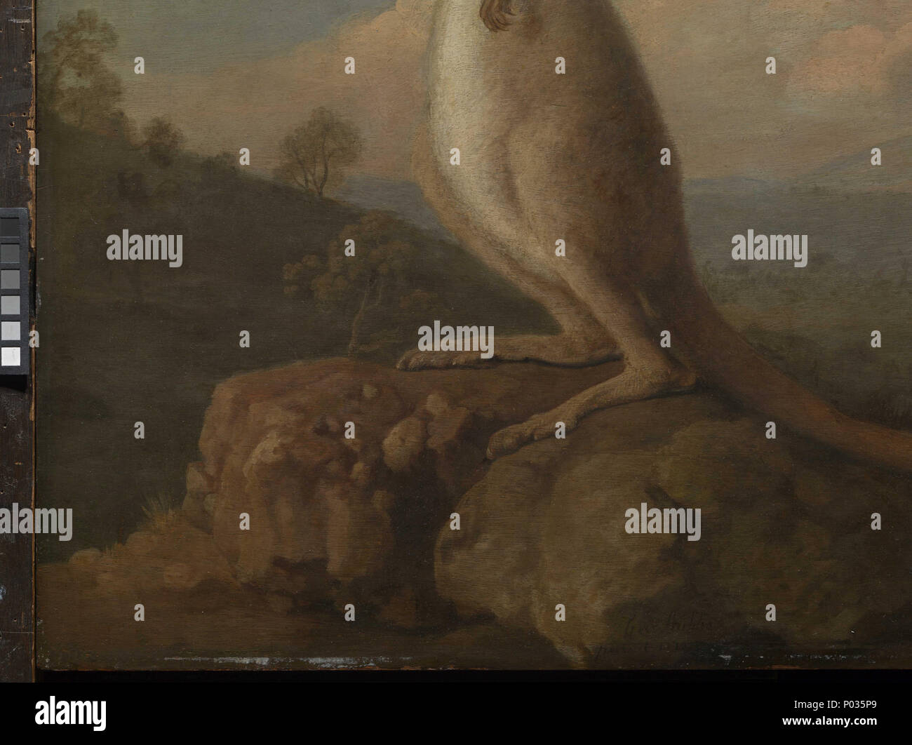. English: 'The Kongouro from New Holland' (Kangaroo) ‘Kangaroo’ and ...