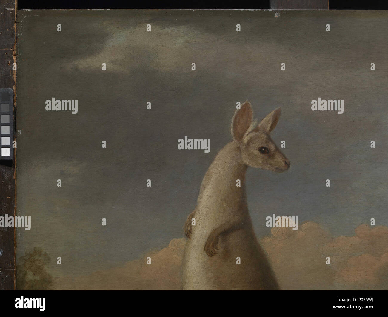 . English: 'The Kongouro from New Holland' (Kangaroo) ‘Kangaroo’ and ...