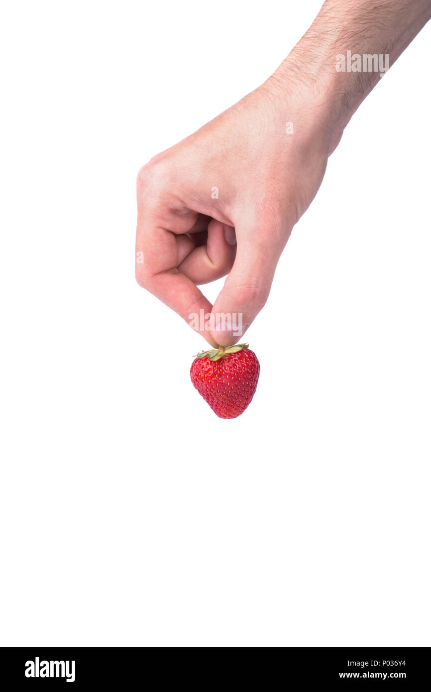 Man holds in his hand fingers ripe strawberries on a white background ...