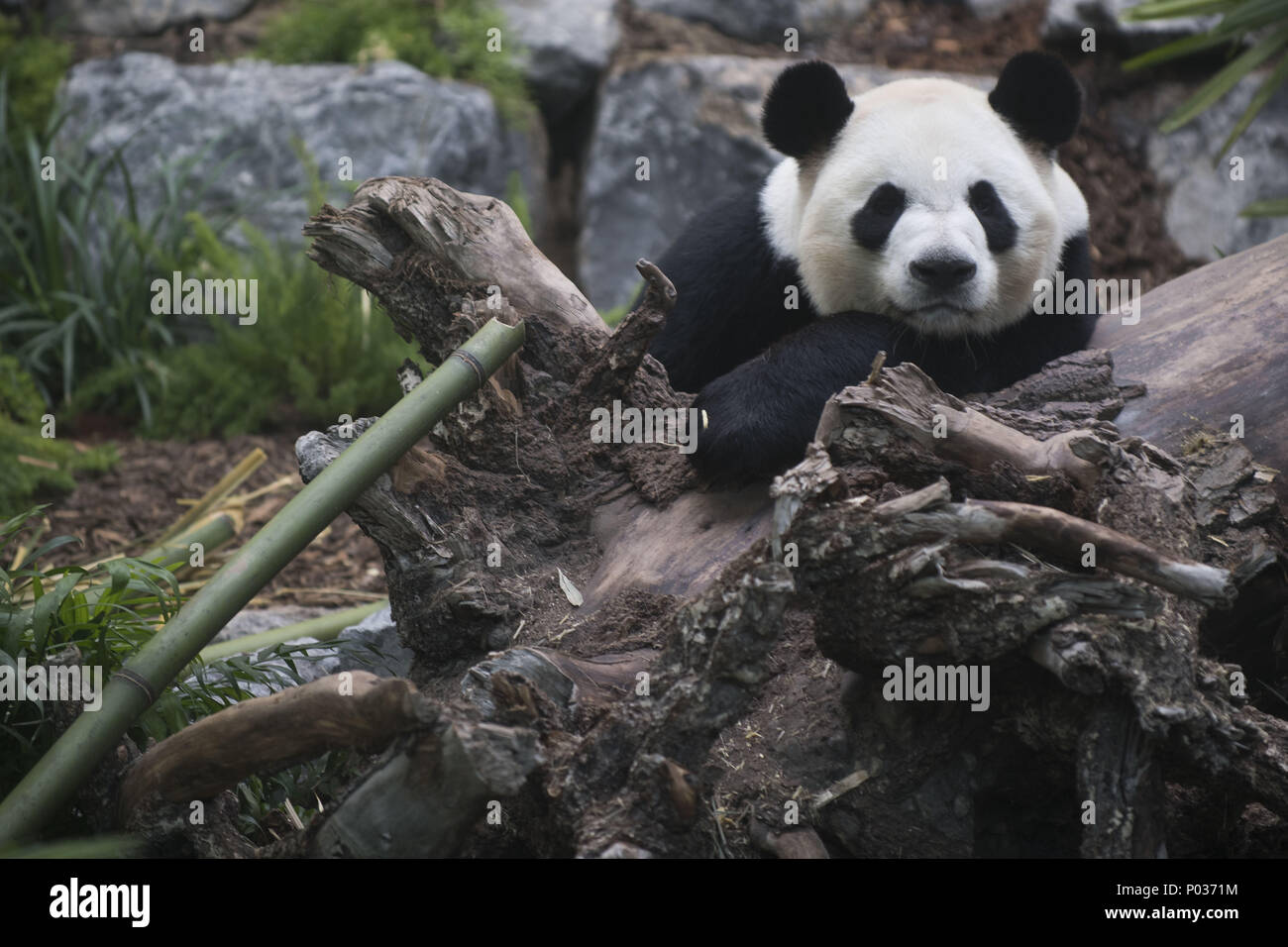 Da Mao (male: meaning double smoothness) giant panda on the playground ...