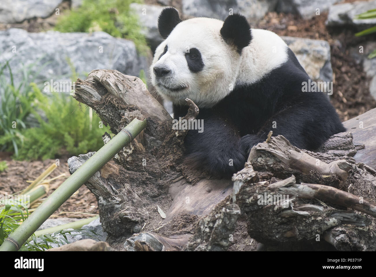 Da Mao (male: meaning double smoothness) giant panda on the playground ...