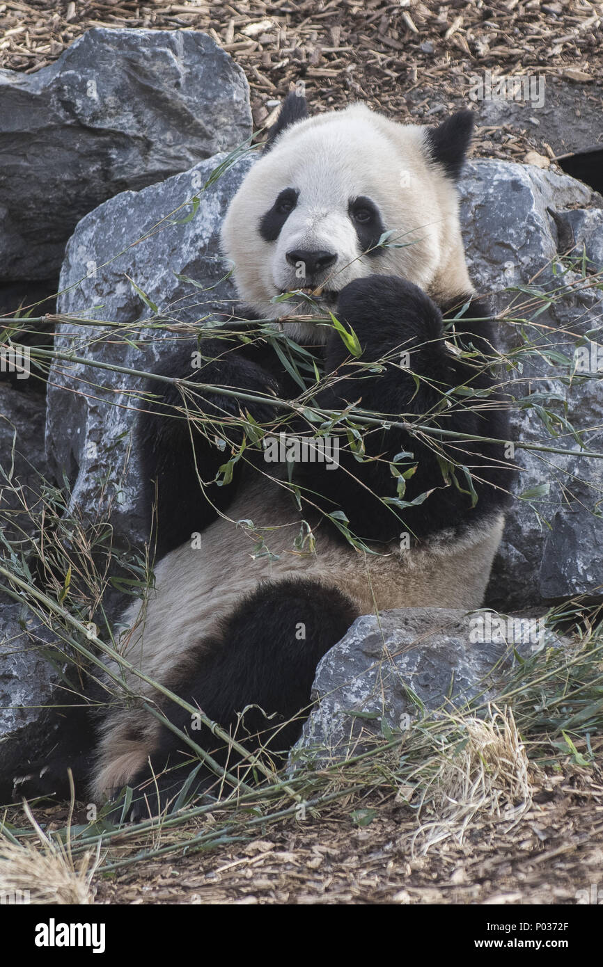 Da Mao (male: meaning double smoothness) giant panda on the playground ...