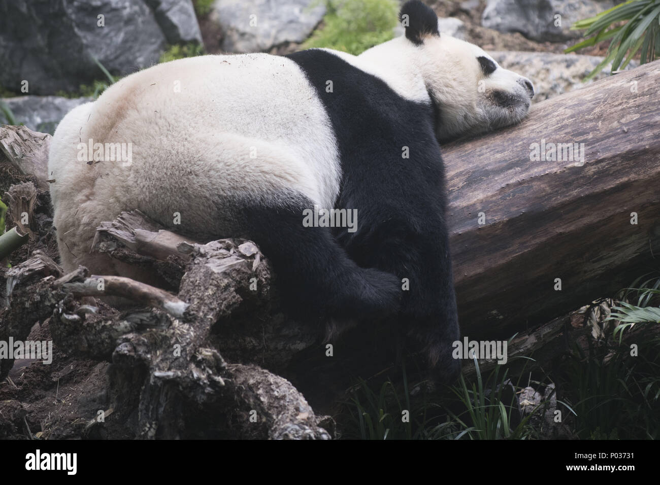 Da Mao (male: meaning double smoothness) giant panda on the playground ...