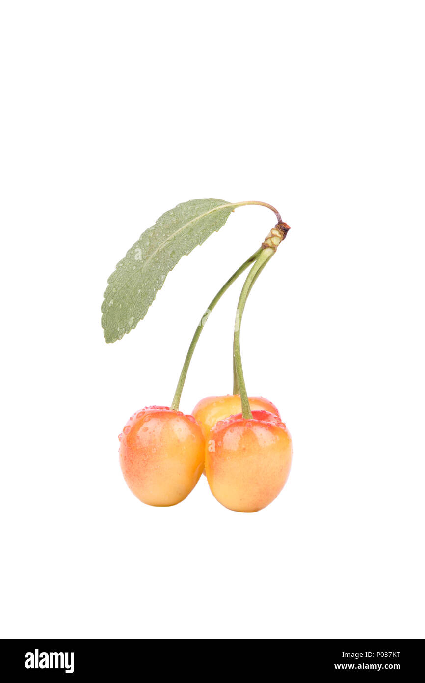 Three fresh yellow red cherries with leaf and drops on white background ...