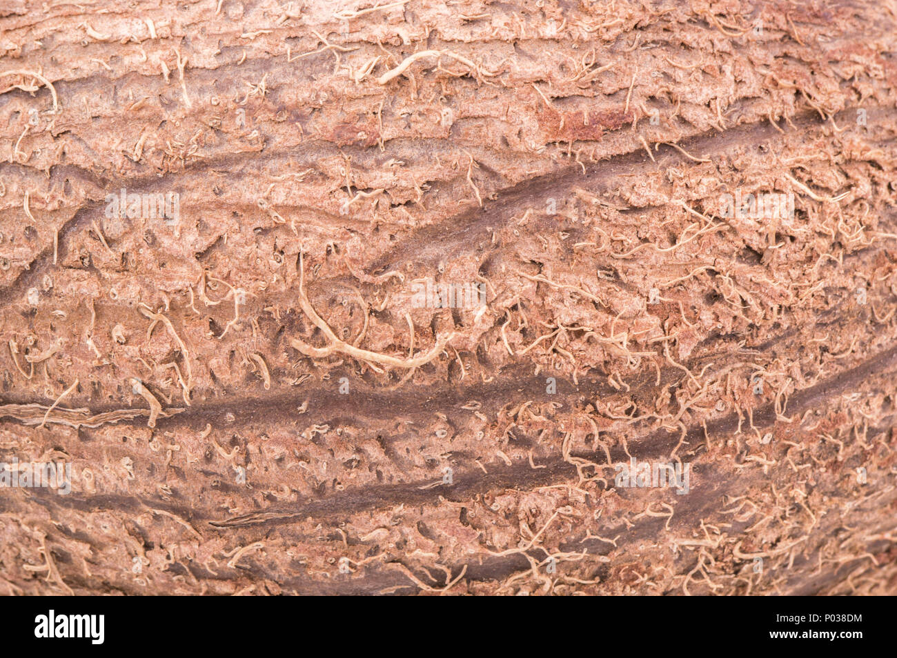 The shell of the coconut fruit with fibers and furrows shot close-up ...
