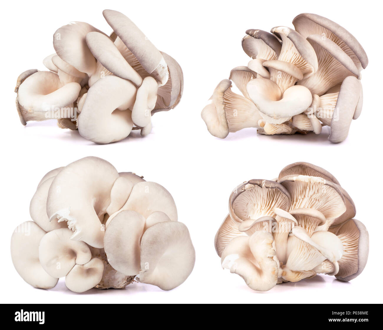 Collection of four coconuts in different positions on a white ...