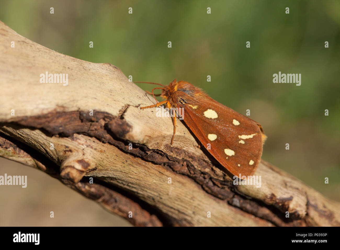 Spotted tiger moth hi-res stock photography and images - Alamy