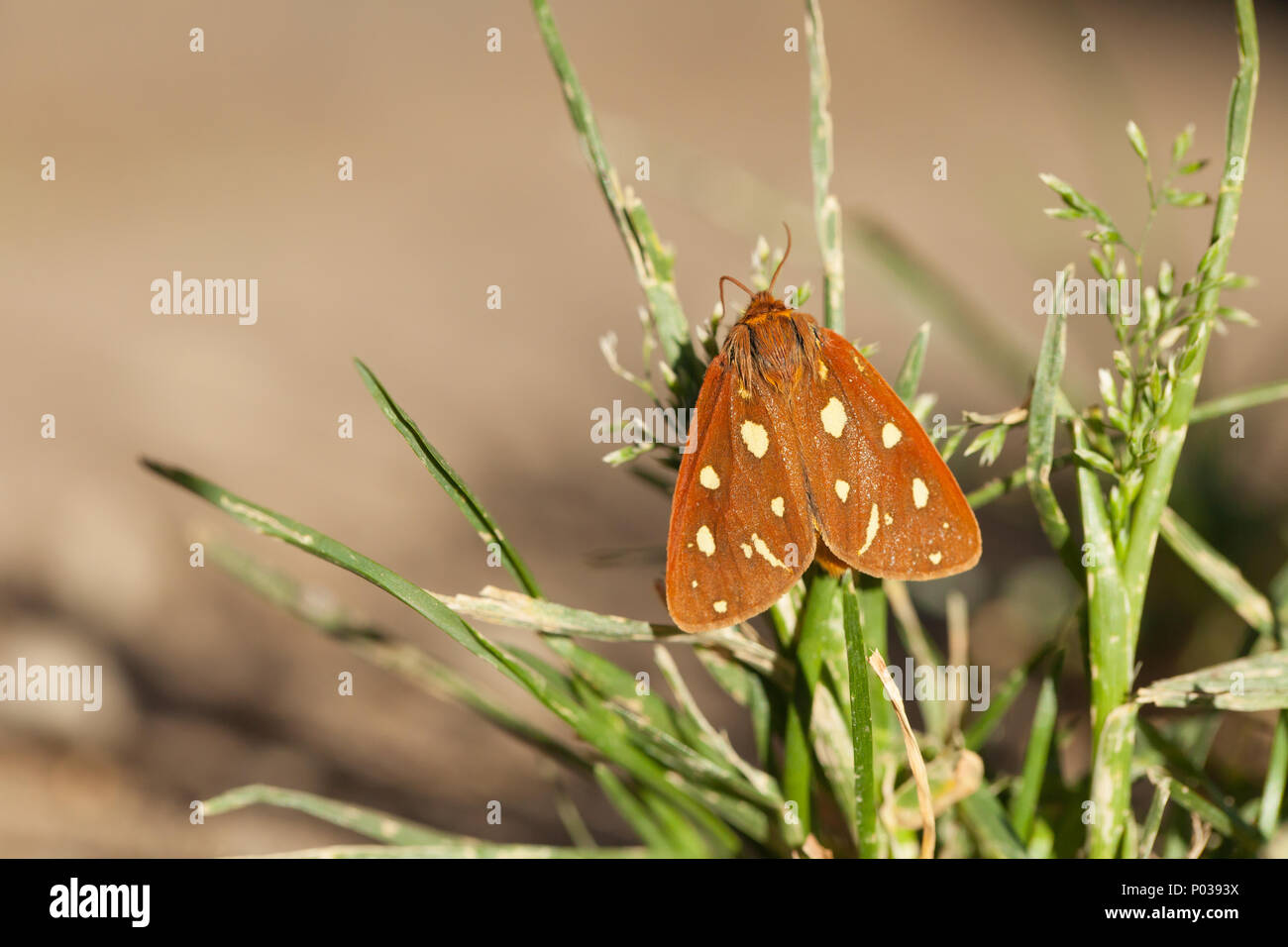 Tigermoth hi-res stock photography and images - Alamy