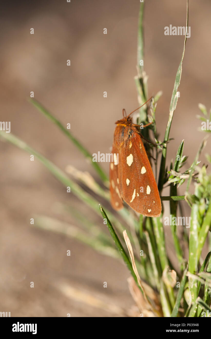 Tigermoth hi-res stock photography and images - Alamy