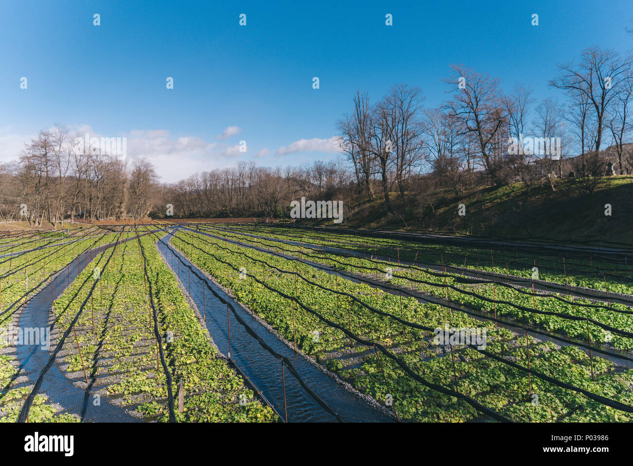 Japanese agriculture hi-res stock photography and images - Alamy