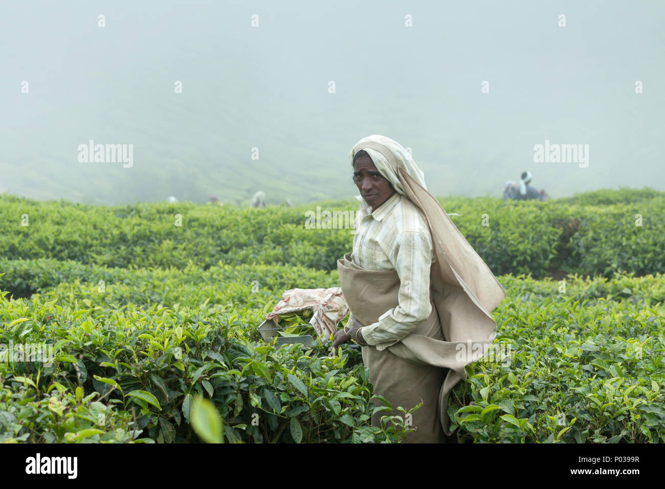 Female tea worker on the Kolukkumalai tea estate, Munnar, Kerala, India ...