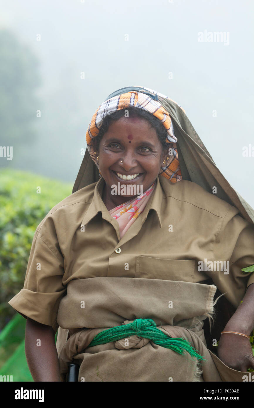Female tea worker on the Kolukkumalai tea estate, Munnar, Kerala, India ...