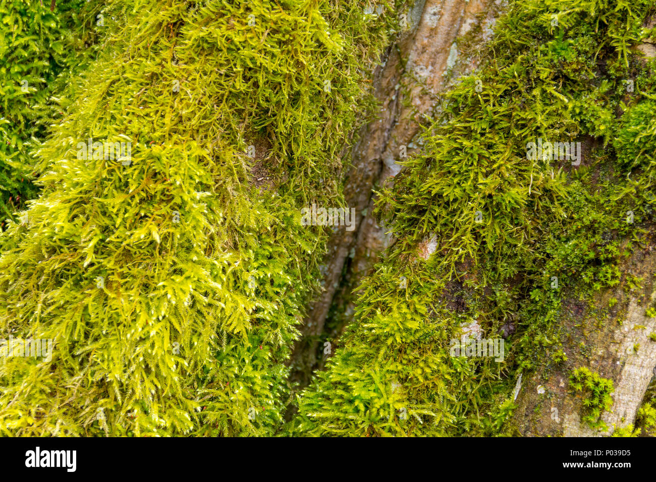 Moss overgrown tree hi-res stock photography and images - Alamy